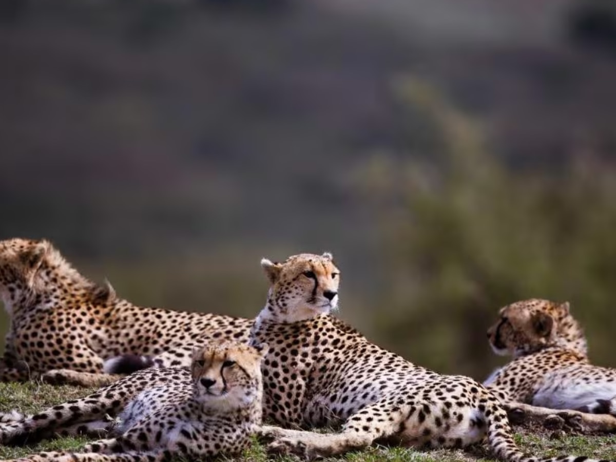 Kuno Wildlife Sanctuary National Park now open for turist timingsticket ...
