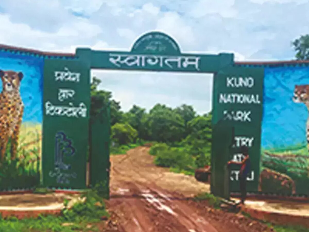 Kuno Wildlife Sanctuary National Park now open for turist timingsticket ...