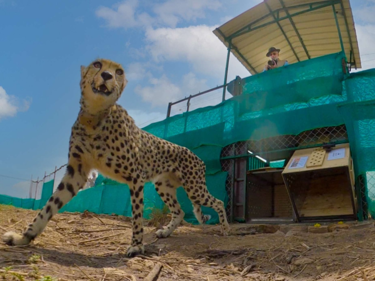 Kuno Wildlife Sanctuary National Park now open for turist timingsticket ...
