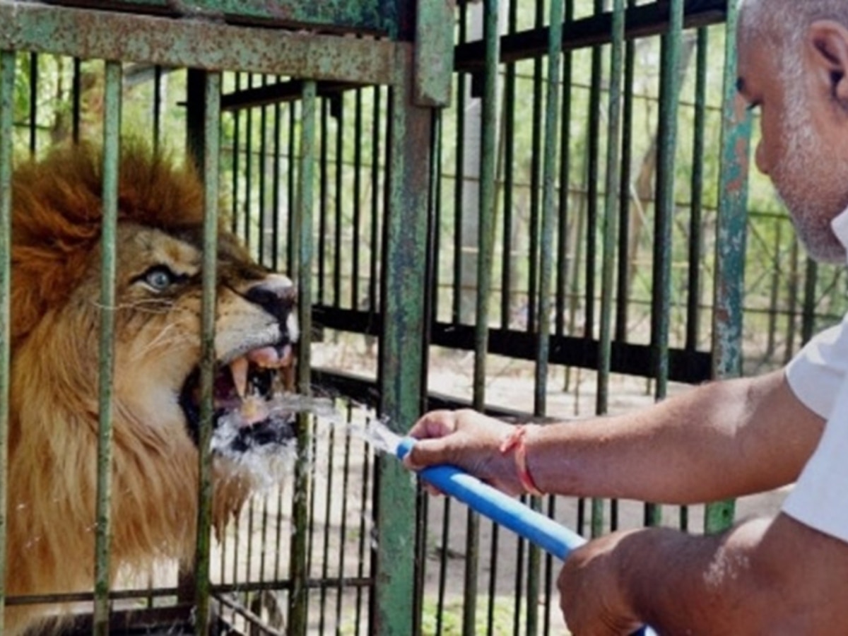 Zookeeper killed by lion in Japan after forgetting to lock cage door ...
