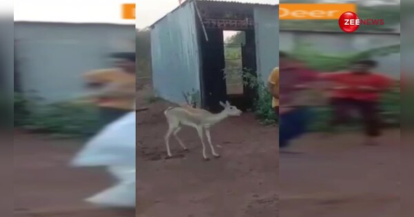 Amazing dance of deer engrossed in devotion of Shri Krishna during ...