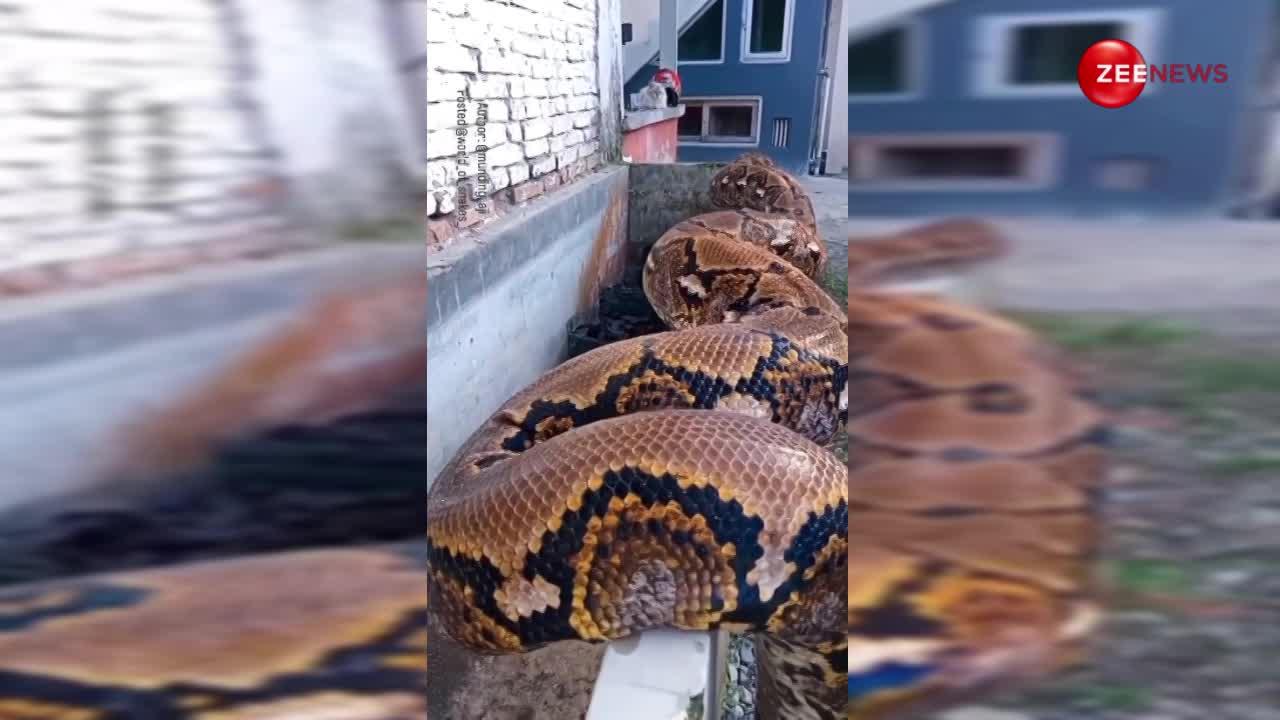 unbelievable largest 40 feet long python ever seen crawling on a wall ...