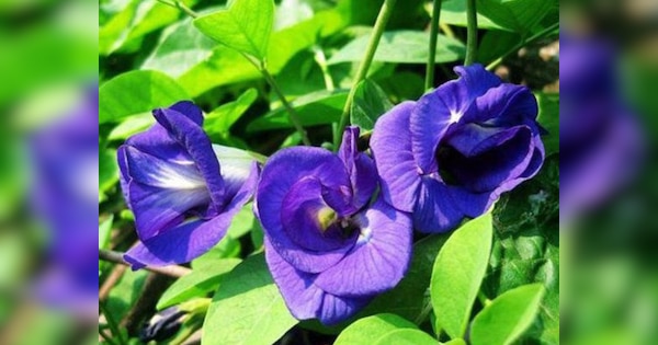 Aparajita flower importance in puja offers it to fulfill your wish ...