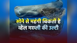 Whale Vomit News की ताज़ा खबरे हिन्दी में | ब्रेकिंग और लेटेस्ट न्यूज़ ...