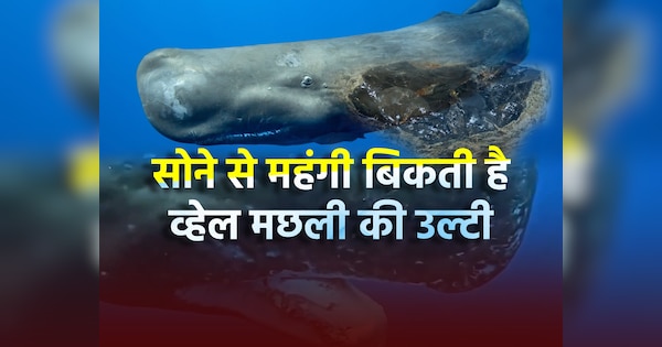 Whale Vomit Ambergris floating gold price interesting facts video in ...