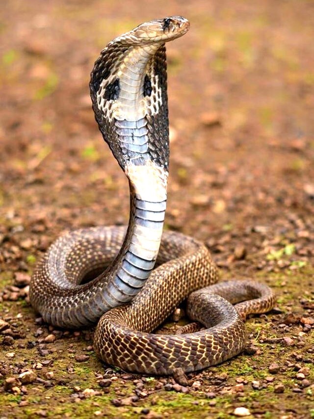 trending Despite being deaf how does snake dance to bean tune| बहरा ...