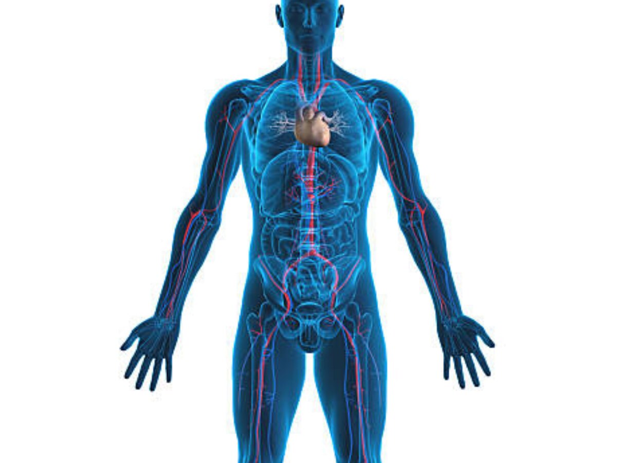 human body parts interesting facts manav sharir ke baare me | कौन सी ...