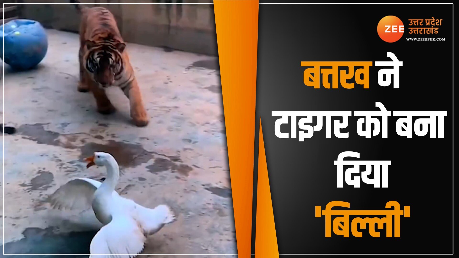 duck entered in tigers den in zoo attacked on them watch viral video ...