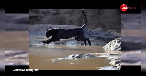 world s rarest black panther seen in kenya crossed the river in just ...