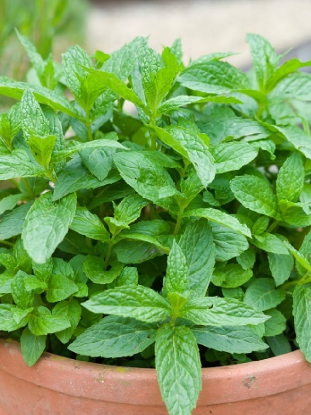 Benefits of Mint Plant Leaves in hindi for Stomach acidity Problem ...