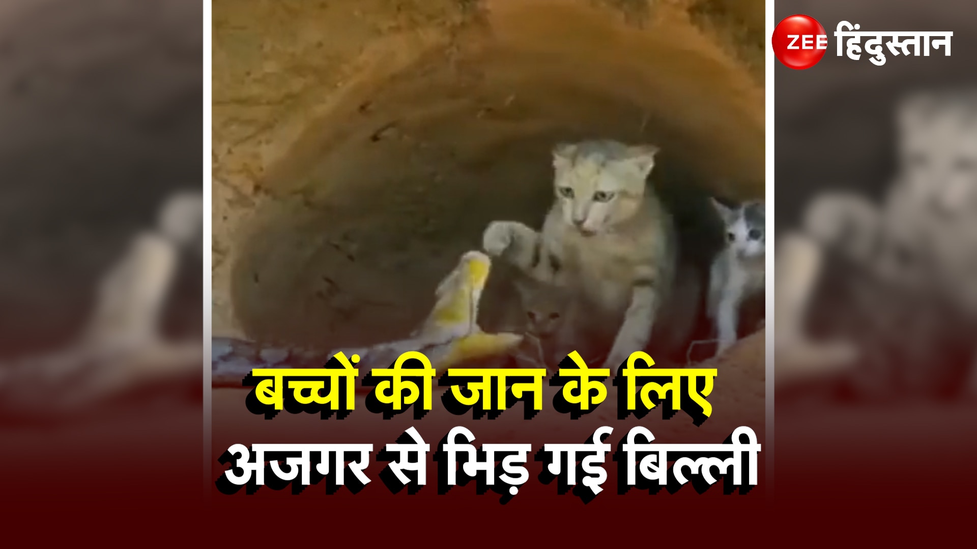 Cat Vs Python fight instagram wild scary animal video goes viral | Cat ...