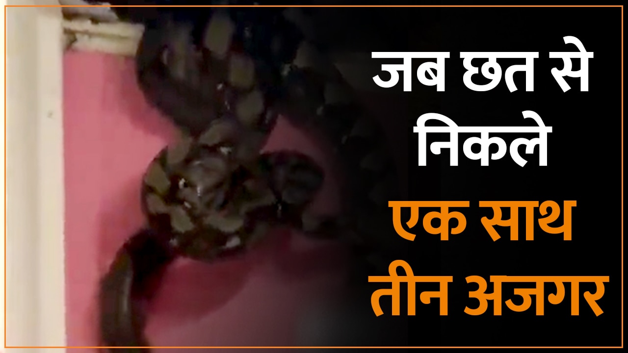 video of three pythons came out from the house roof viral at social ...