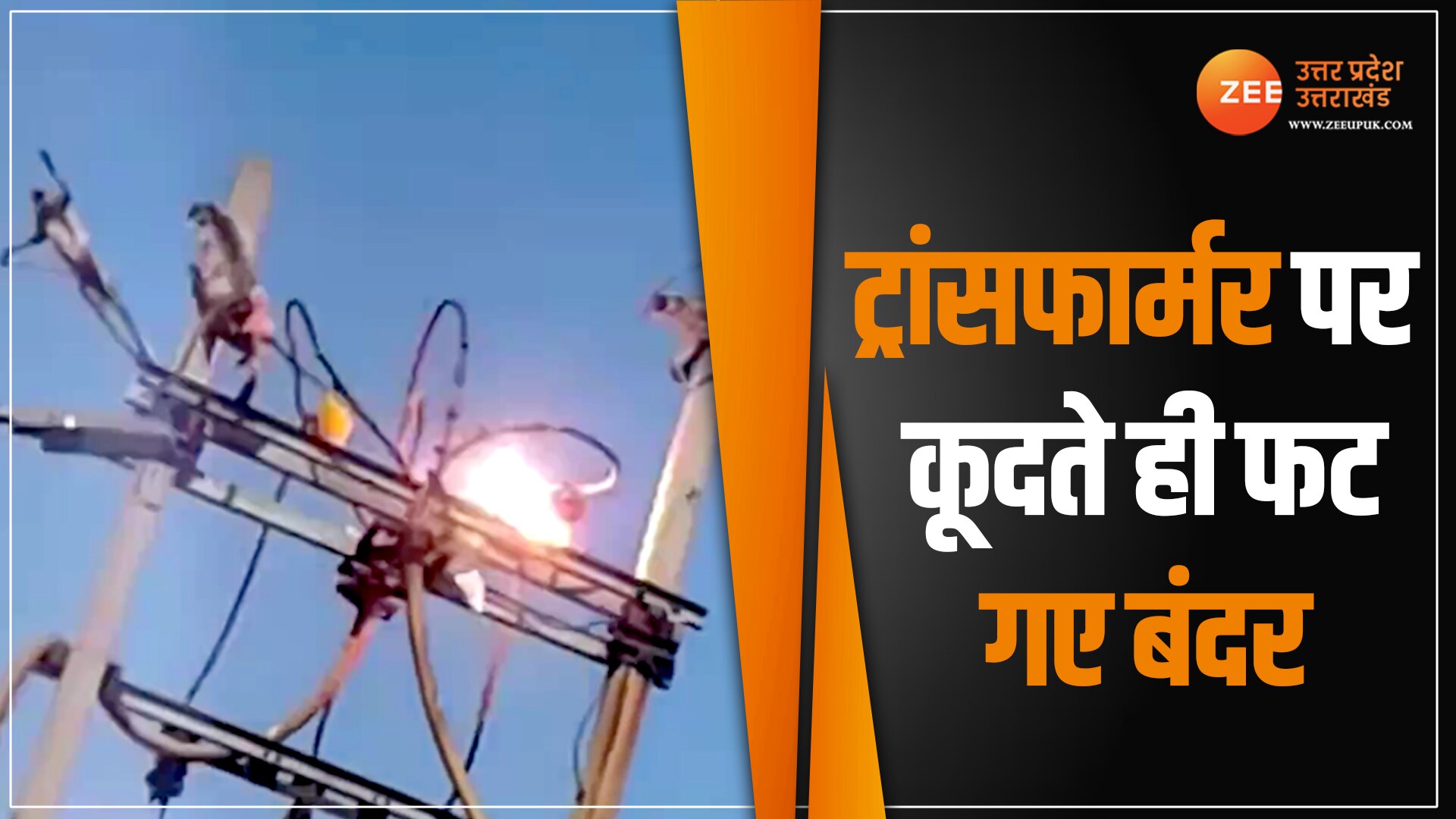 Viral video of monkey electroduction on transformer most shocking ...