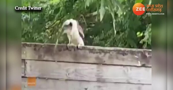 Bird swallows live snake bird hunted snake Chidiya ne kiya saanp ka ...