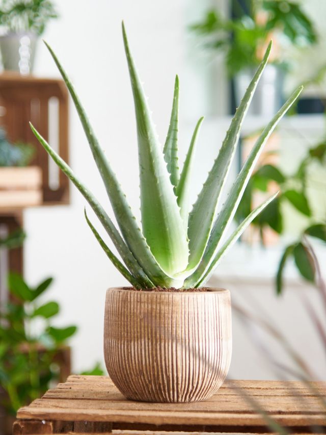 Aloe Vera Vastu Tips: घर में इस जगह लगाएं एलोवेरा, छप्पर फाड़ बरसेगा पैसा