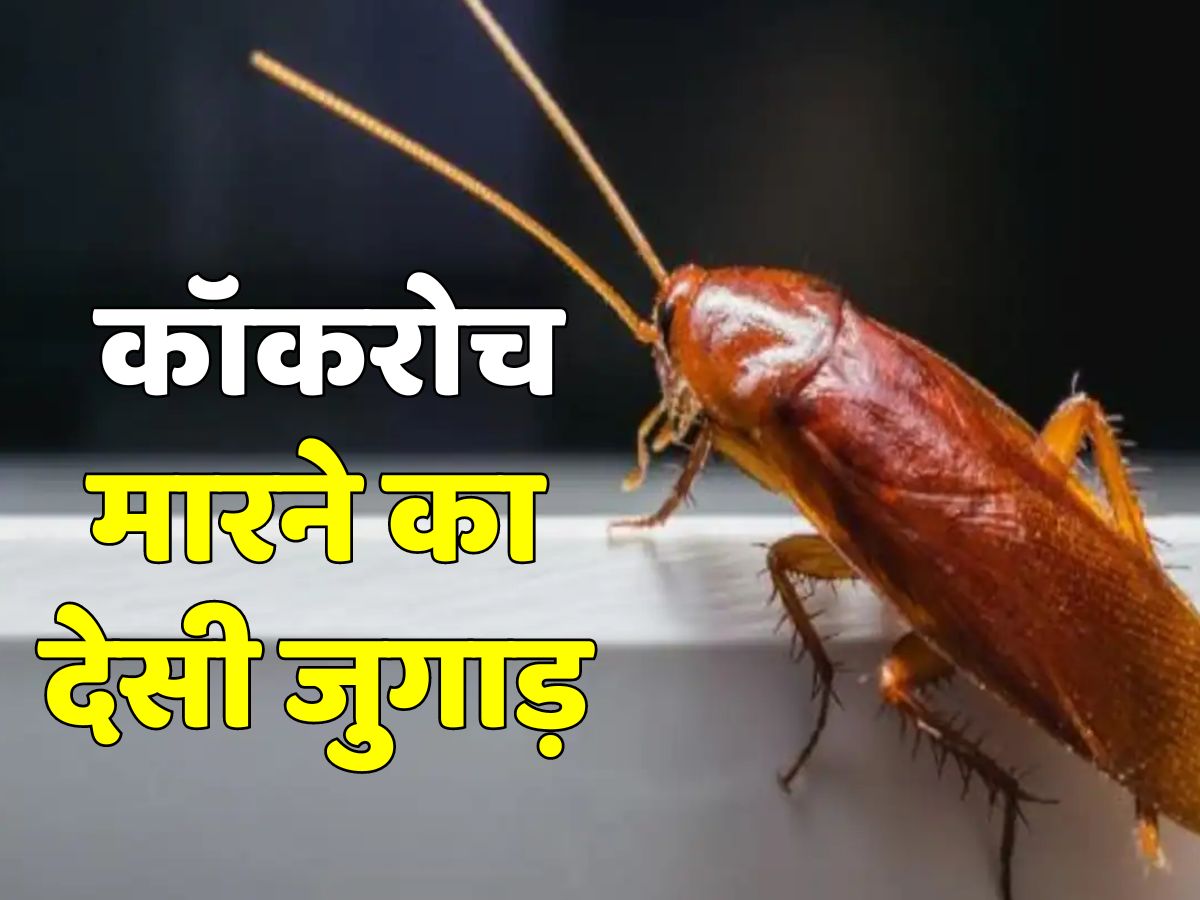 Cockroaches will run away with desi jugaad | Desi Jugaad: कागज के इस देसी जुगाड़ से भाग जाएंगे ...