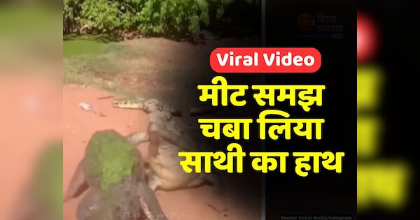 Crocodile ate the hand of its companion crocodile Watch viral Animal ...