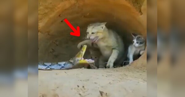 King Cobra Video fight between cat and python to save kittens | Snake ...