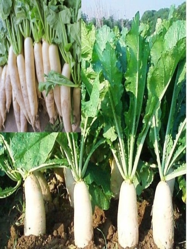 Radish Farming four times in a year gets ripe in just 35 days Take ...