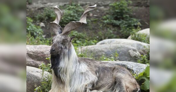 markhor goat eats snake unknown facts national animal of pak | ऐसी बकरी ...