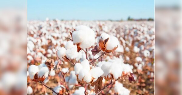 Why Is World Cotton Day 2023 Celebrated Know History Theme And Details ...