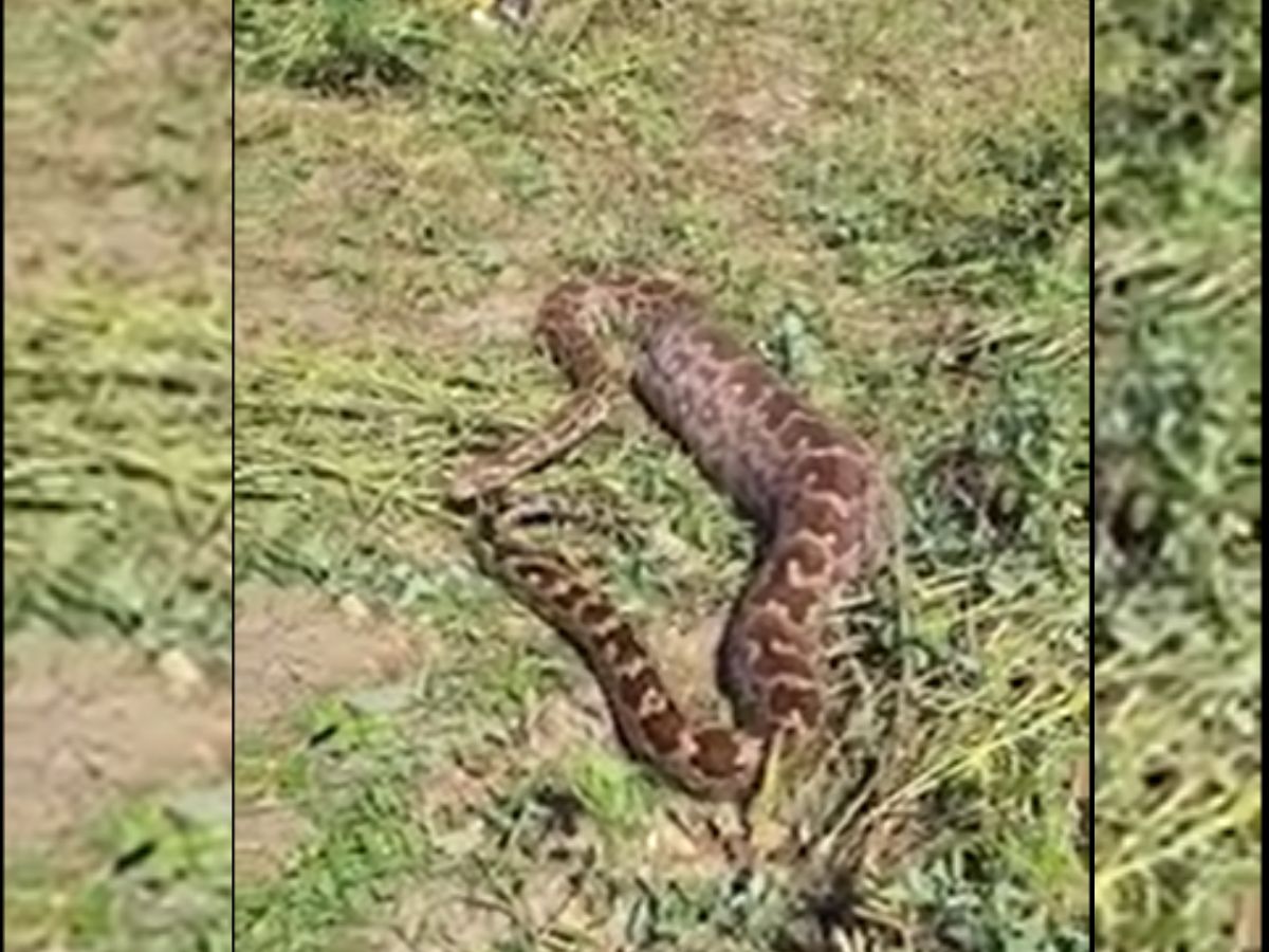 Snake Video female farmer watch 12 feet long python in beawar news ...
