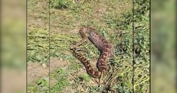 Snake Video female farmer watch 12 feet long python in beawar news ...