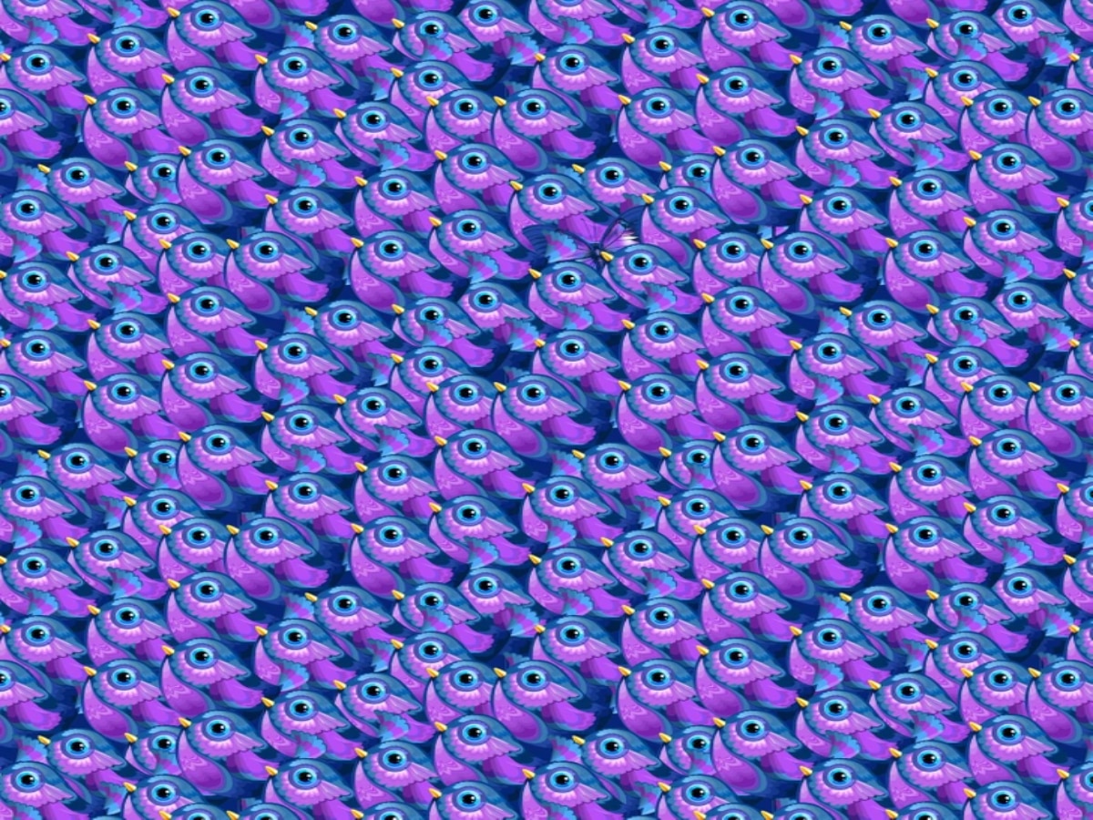 Optical illusion can you find hidden butterfly among these birds within ...