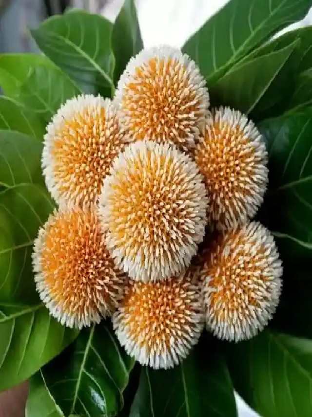 Kadamba ke totke for money kadamb remedies tips of kadamba for luck ...
