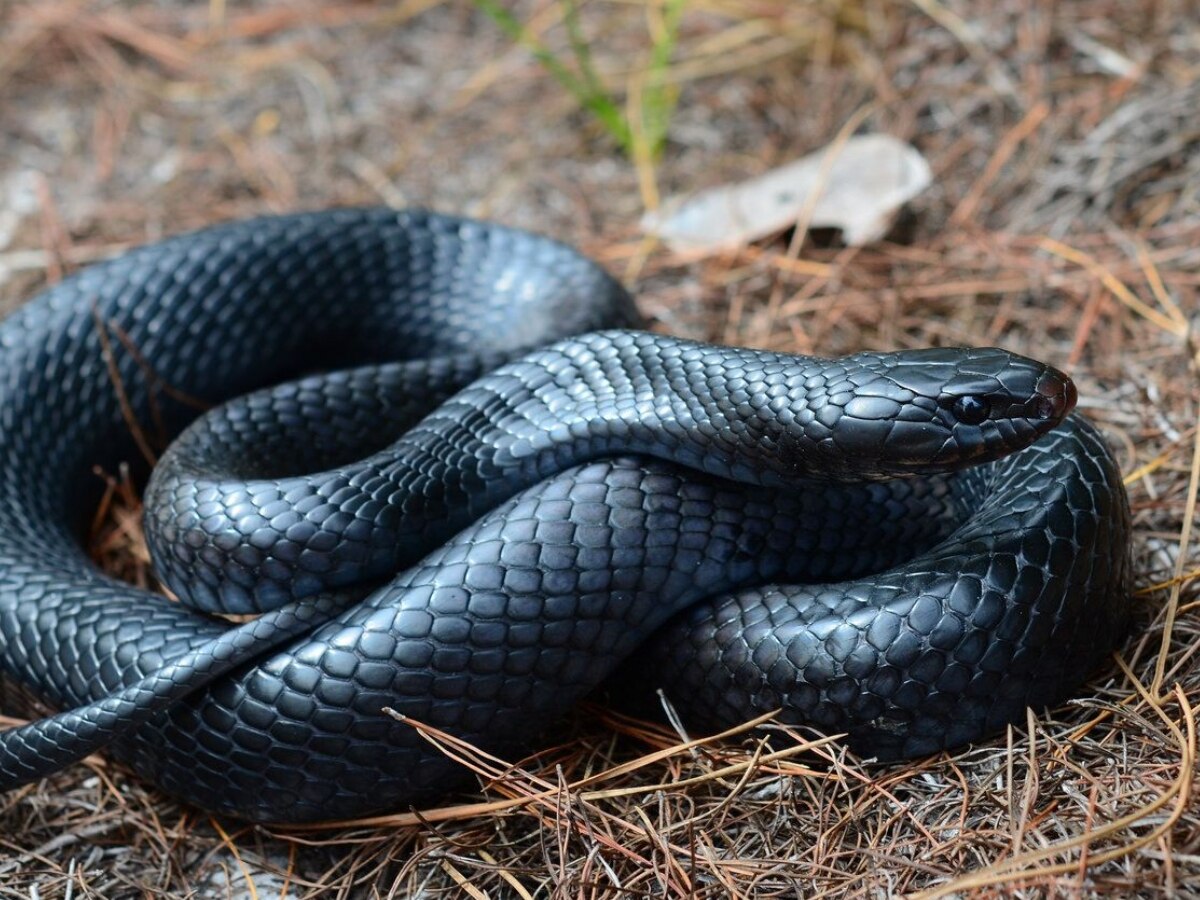 UP Budaun Snake injured send to delhi for treatment | Snake Video: इस ...