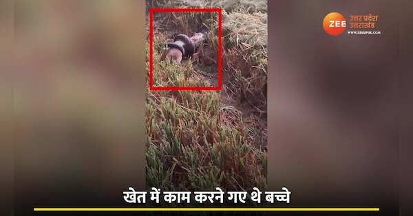 UP Pilibhit Indian giant python kills jackal in paddy farm video gose ...