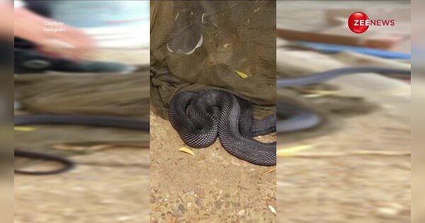 20 feet dangerous pure black king cobra was hiding in the BSF camp ...