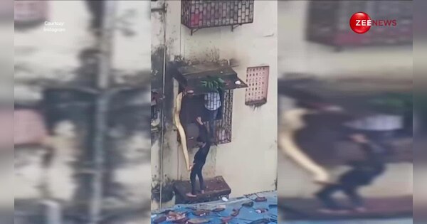 15 feet python rescued in thane mumbai got trapped while trying to ...