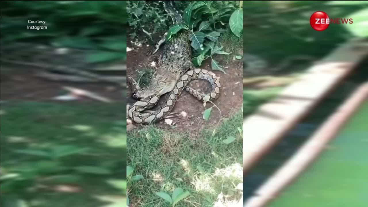 crocodile Python anaconda fight in sea water snake new fight video give ...