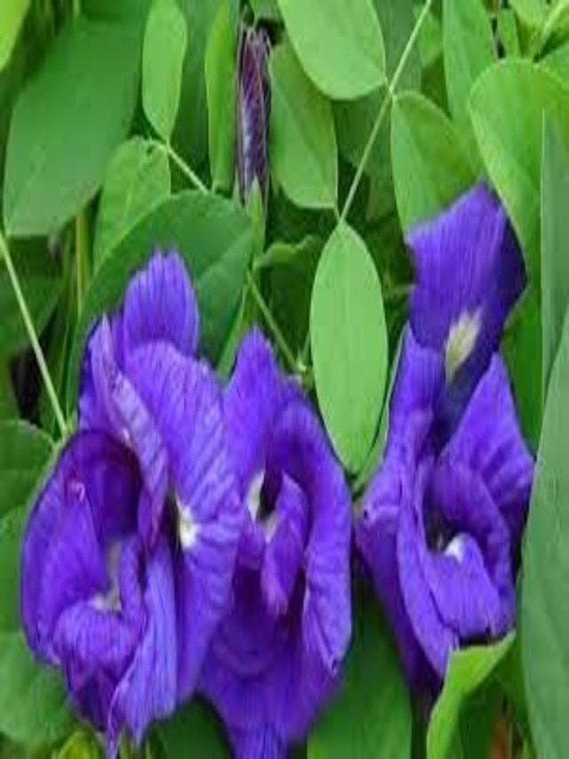 Aparajita Plant To which God is flower of Aparajita offered how do we ...