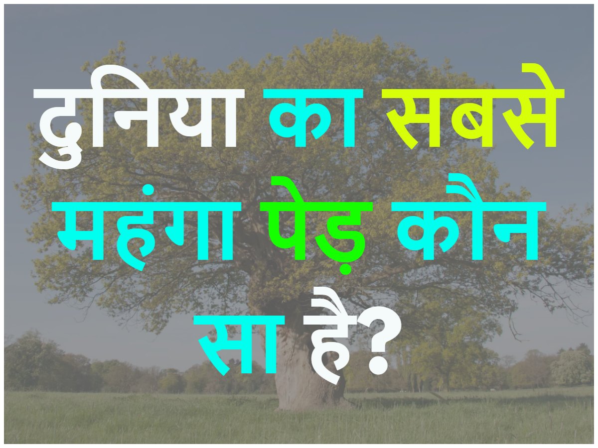 Gk Trendig Quiz Which Is The Most Expensive Tree In The World Quiz