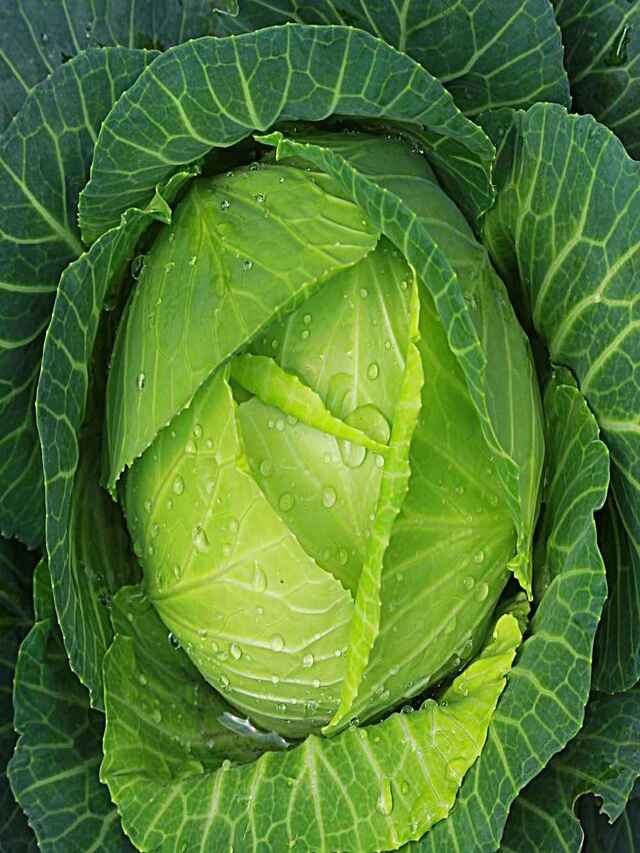 cabbage worms moth control how to get rid of cabbage worms cabbage ...