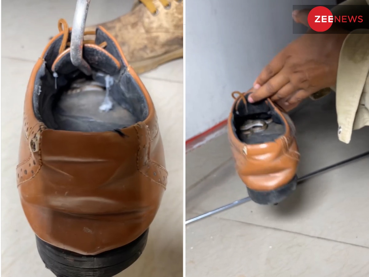 snake hid inside the shoe happened even before setting foot Dangerous ...