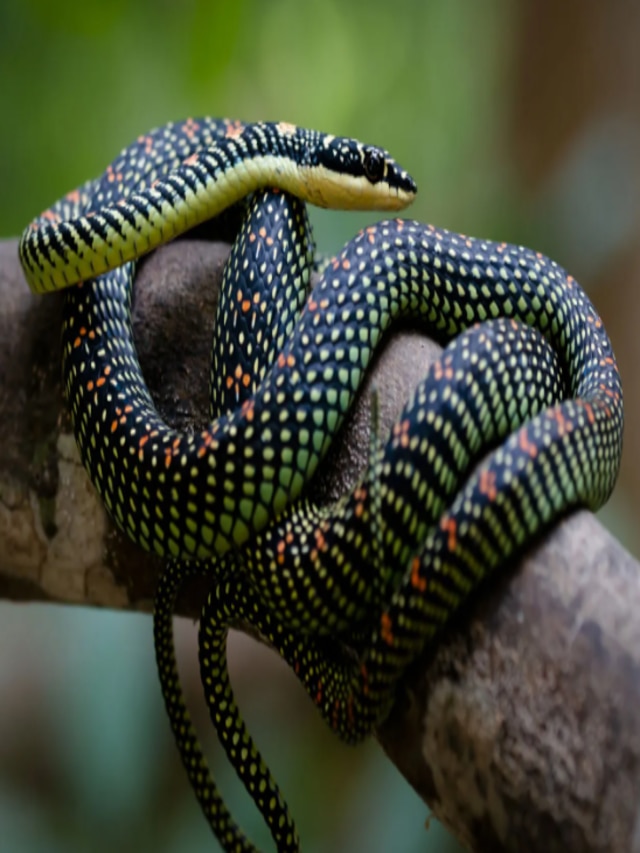 4 Flying animals who can fly easily flying snake squids rarest animals ...