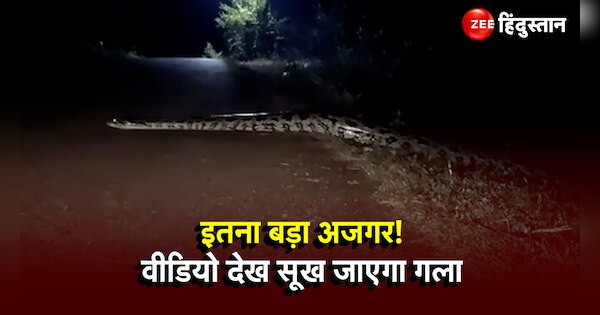 20 feet giant python crossing road at midnight people shocked after saw ...