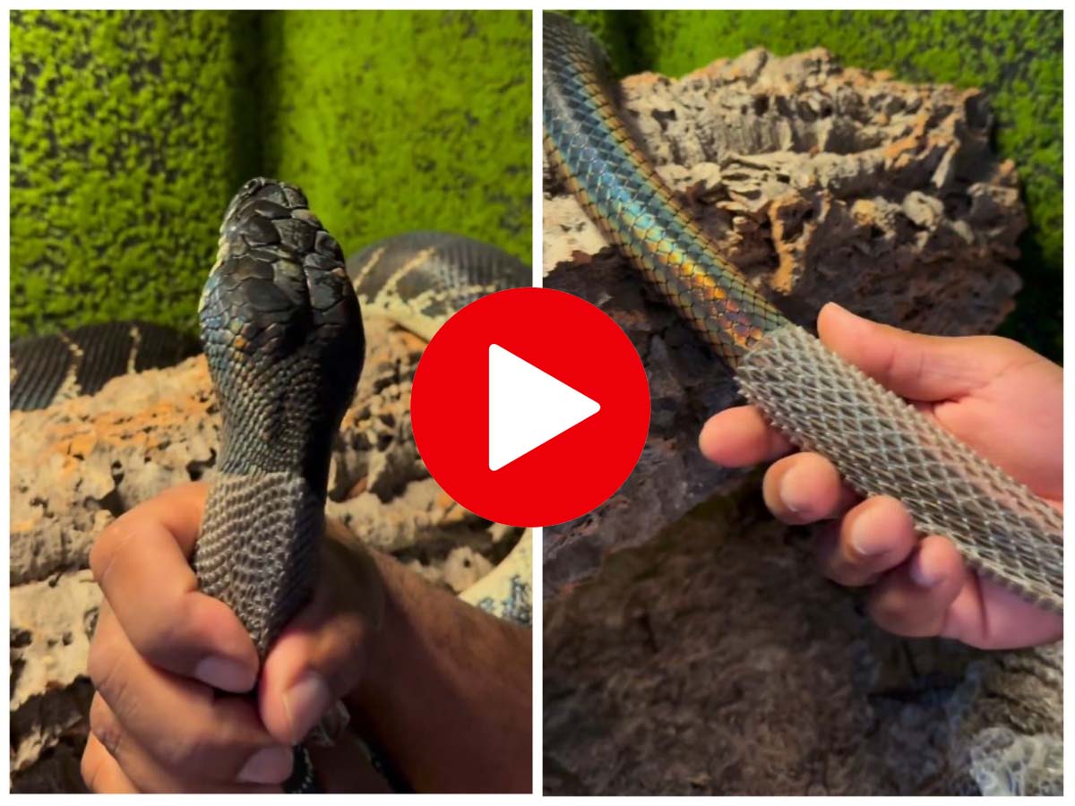 snake viral video snake Moulting in mans hand video goes viral | शख्स ...