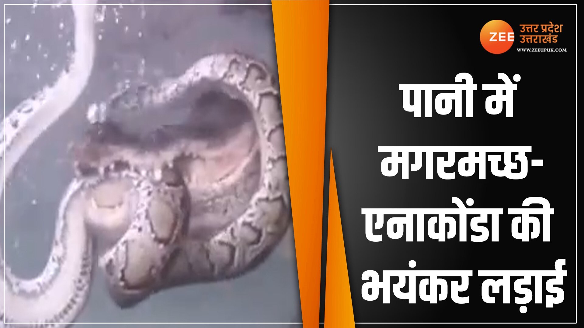 crocodile and Python anaconda fight in sea water watch snake fight ...