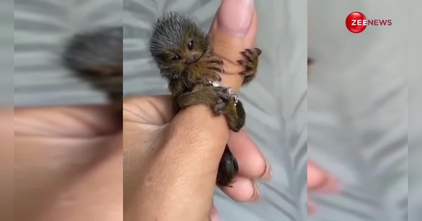 worlds smallest monkey known as the pygmy marmoset sits clinging to a ...