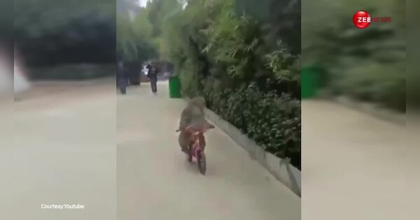 crazy monkey on bicycle 2 men kept chasing monkey attack on human | आगे ...