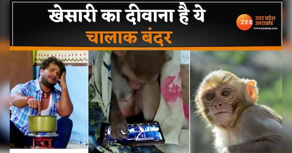 Viral monkey watching Khesari Lal Yadav bhojpuri gana on mobile video ...