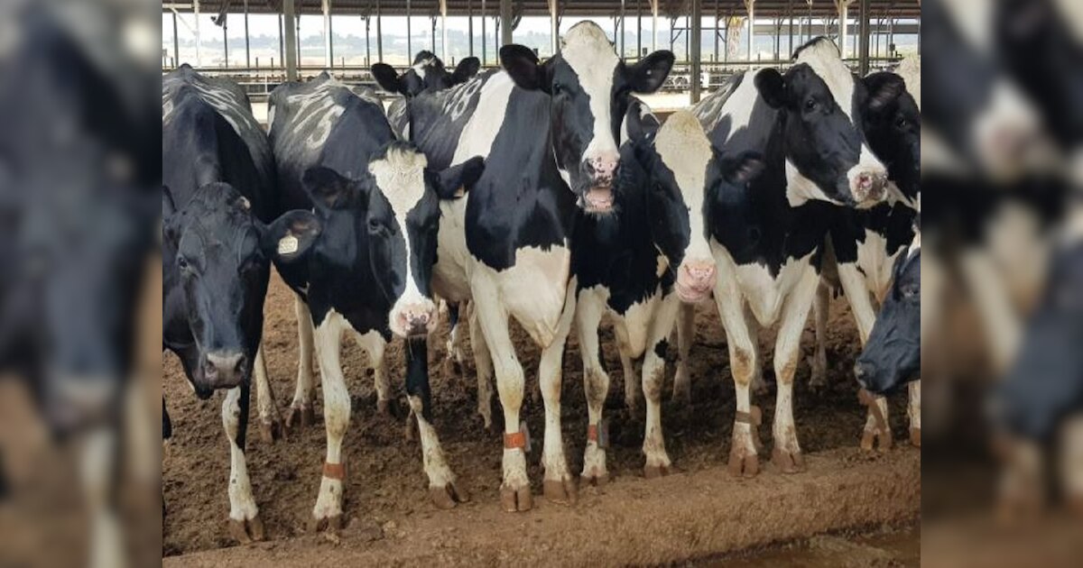 Israeli cows are known all over the world for their milk production ...