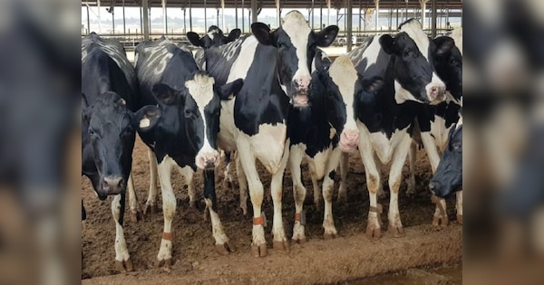 Israeli cows are known all over the world for their milk production ...
