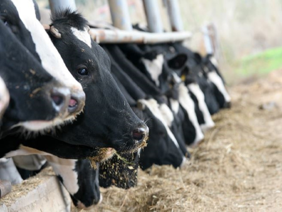 Israeli cows are known all over the world for their milk production ...