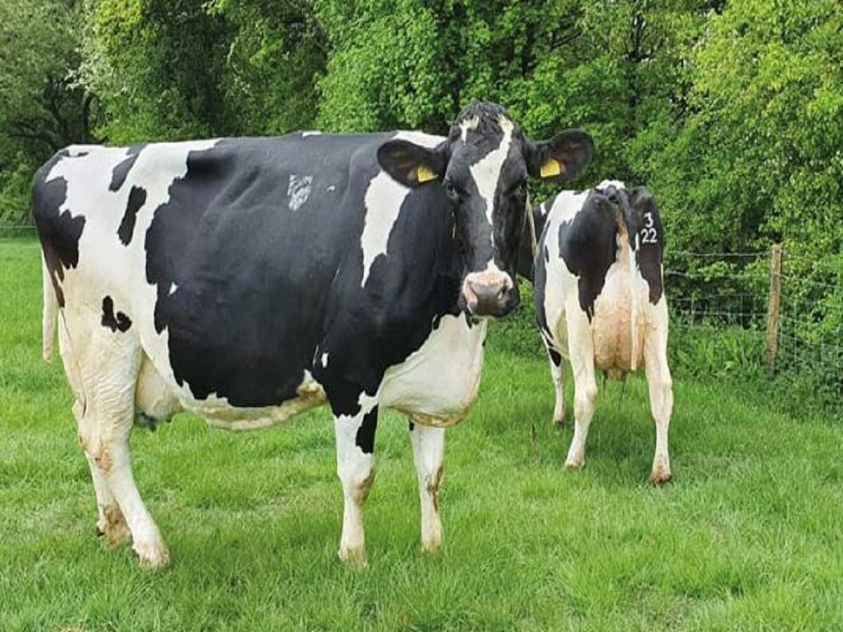 Israeli cows are known all over the world for their milk production ...