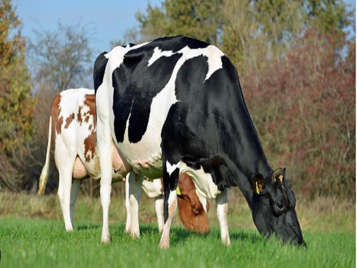 Israeli cows are known all over the world for their milk production ...